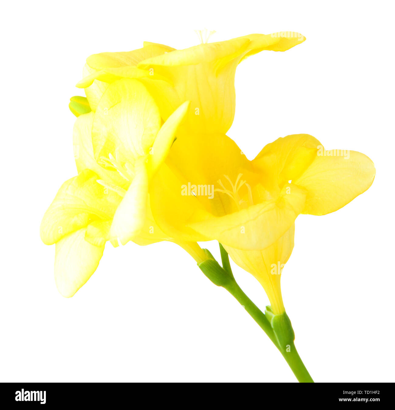 Yellow freesia flower, isolated on white Stock Photo - Alamy