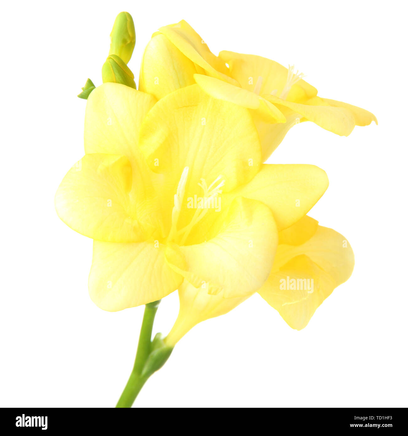 Close up yellow freesia Cut Out Stock Images & Pictures - Alamy