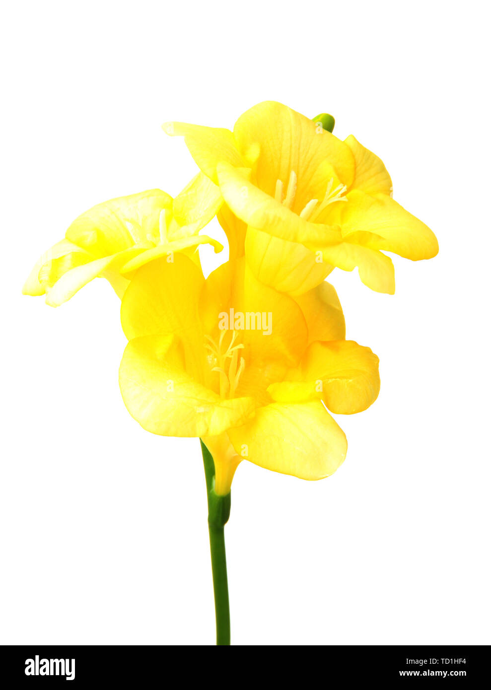 Close up yellow freesia Cut Out Stock Images & Pictures - Alamy