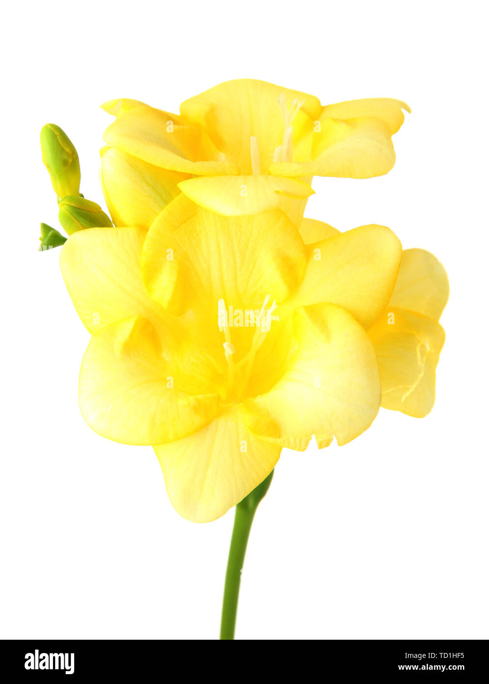 Yellow freesia flower, isolated on white Stock Photo - Alamy