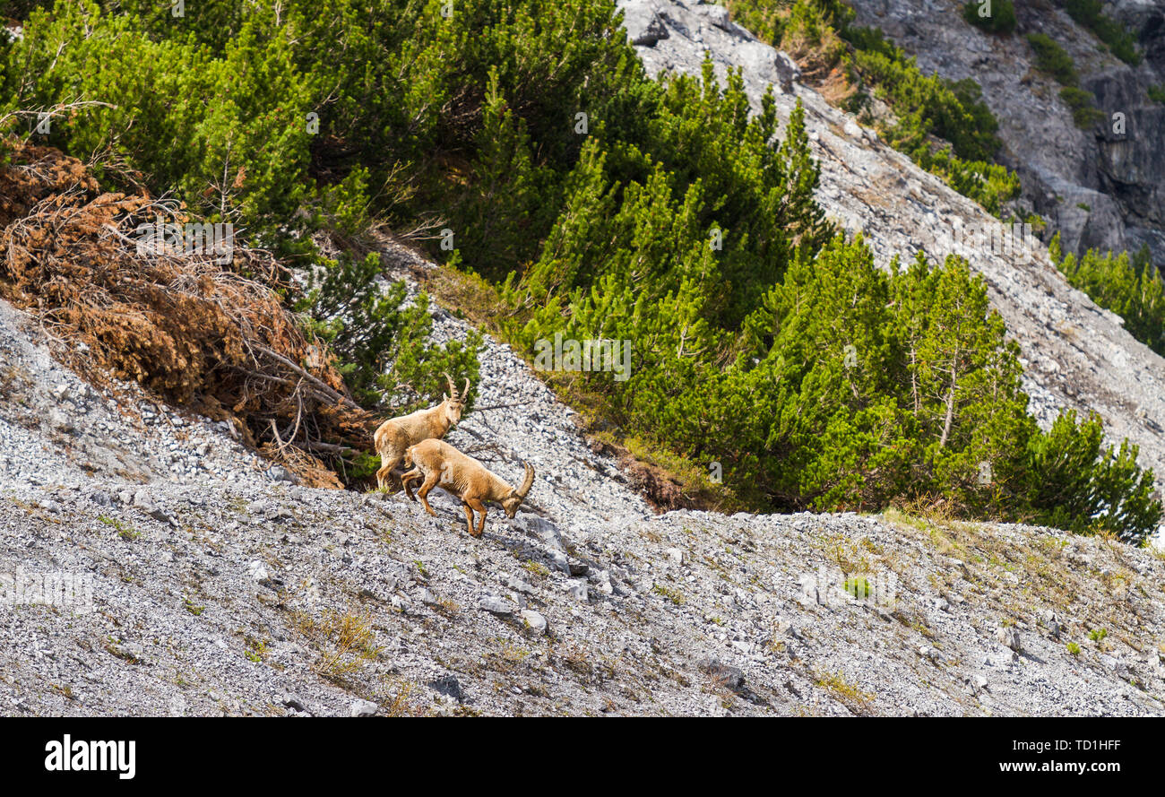 Wild ibex on the rock, Alpine animal in nature Stock Photo - Alamy