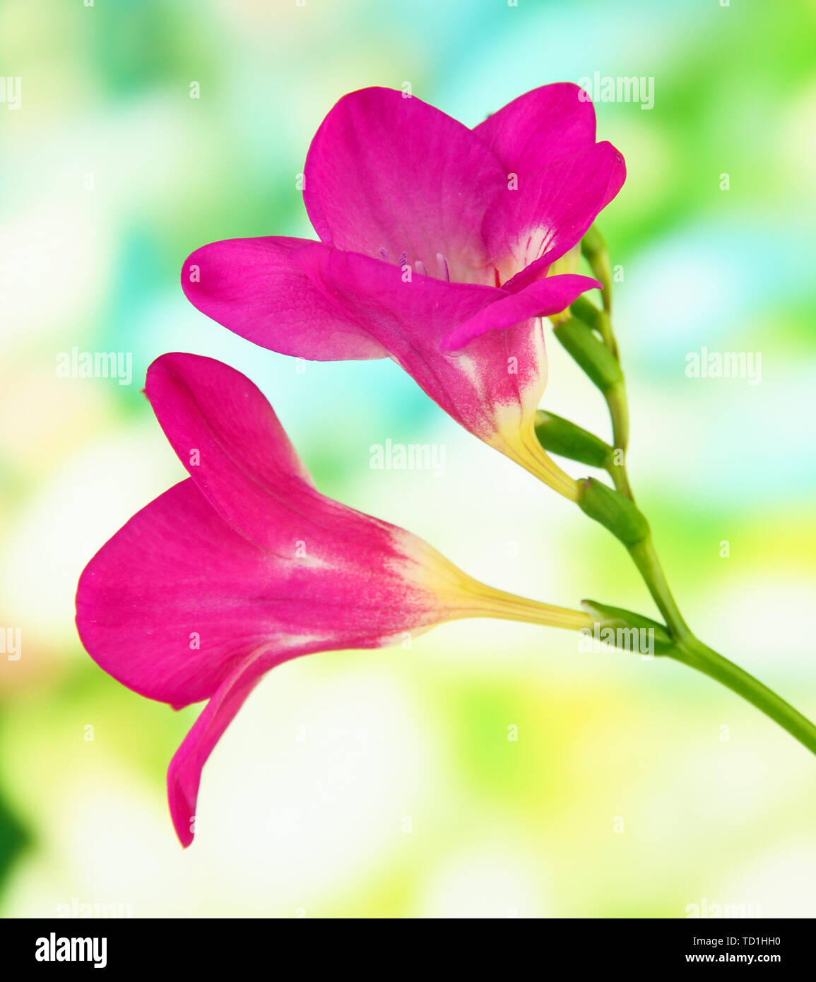 Pink freesia flower hi-res stock photography and images - Alamy