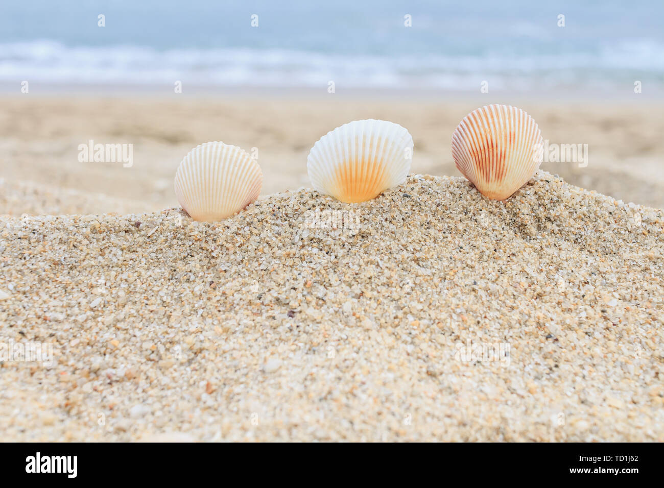 Three shells on the beach on the big beach Stock Photo - Alamy