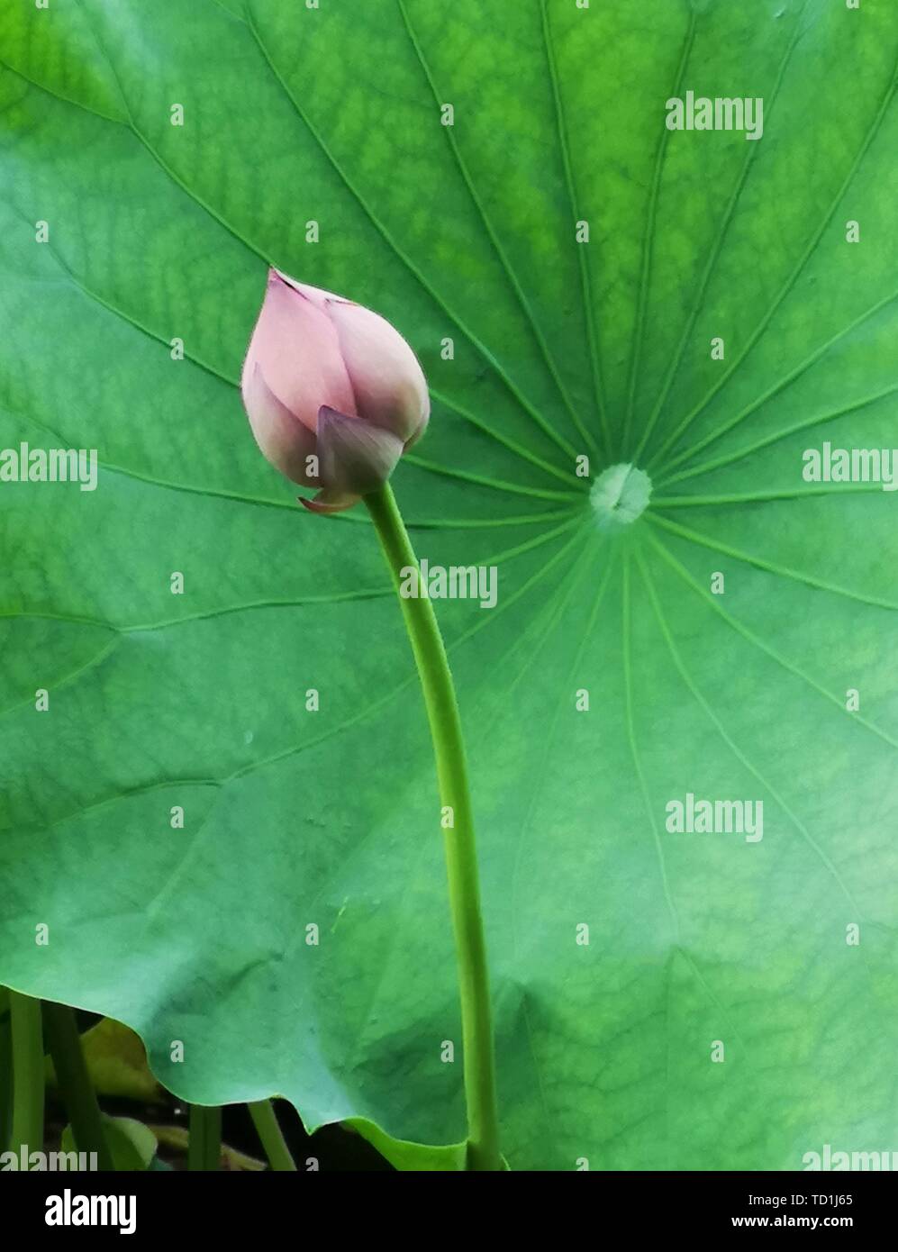 Lily foreign aquatic plants and plants hi-res stock photography and ...