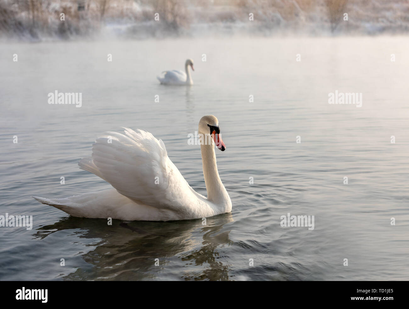 A warts-nosed swan swimming in hot springs in Yili, Xinjiang in winter ...