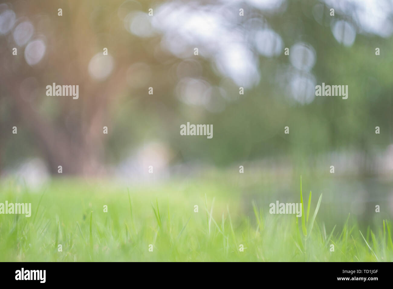 Abstract blur green park in spring outdoor background concept for ...