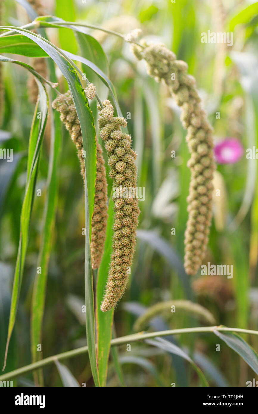 The millet grown in the field Stock Photo - Alamy