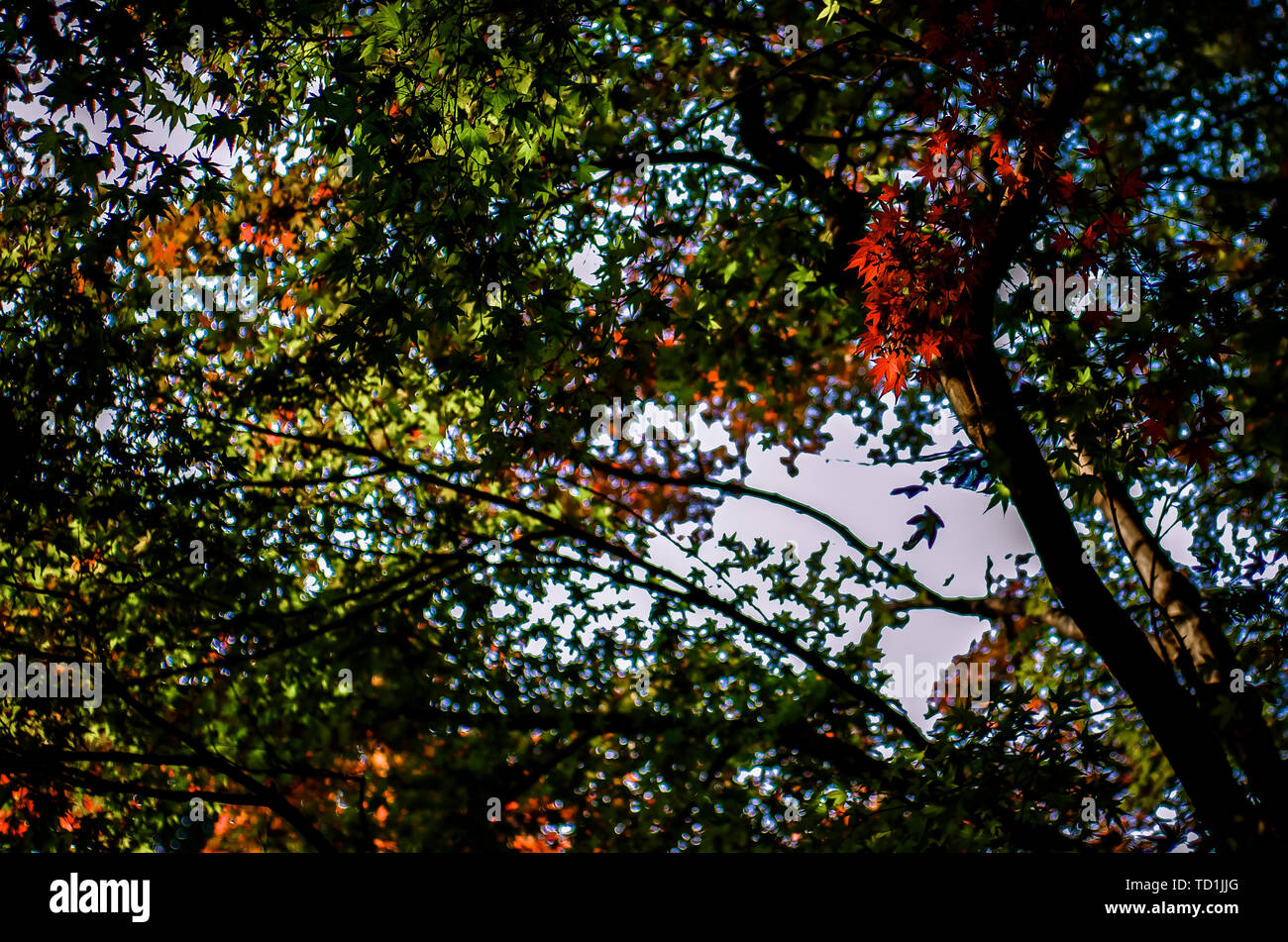 Autumn Color in Suzhou Garden Stock Photo - Alamy