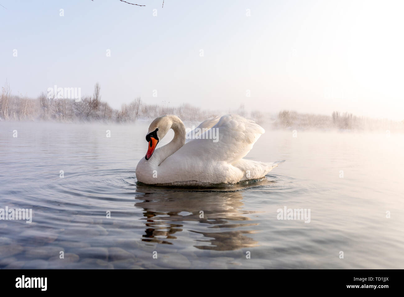 A warts-nosed swan swimming in hot springs in Yili, Xinjiang in winter ...