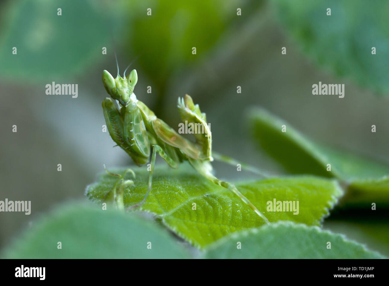 Eye spots, mantis Stock Photo - Alamy