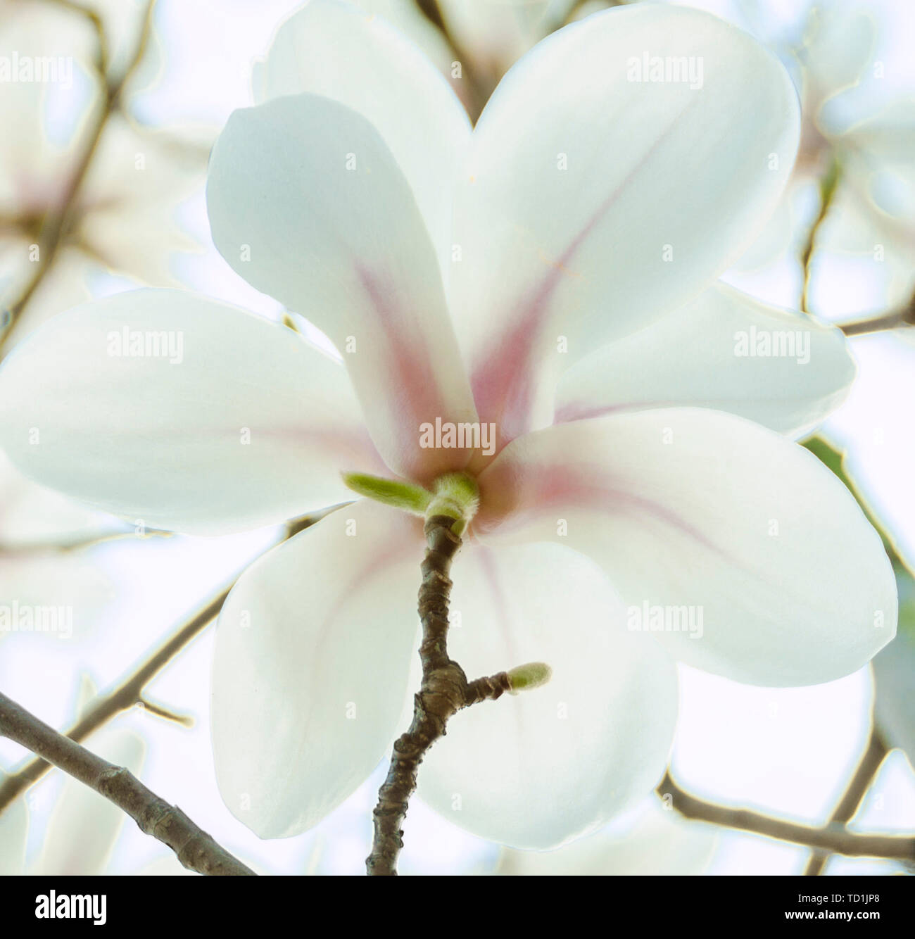 Pure nature plants flowers trees hi-res stock photography and images ...