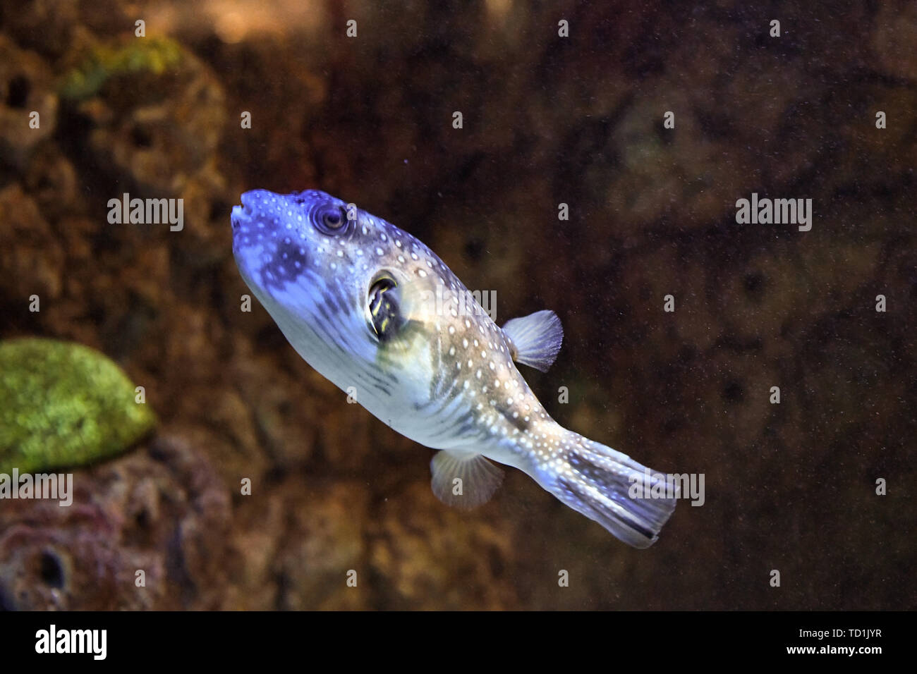 pearl - headed dogfish Stock Photo - Alamy