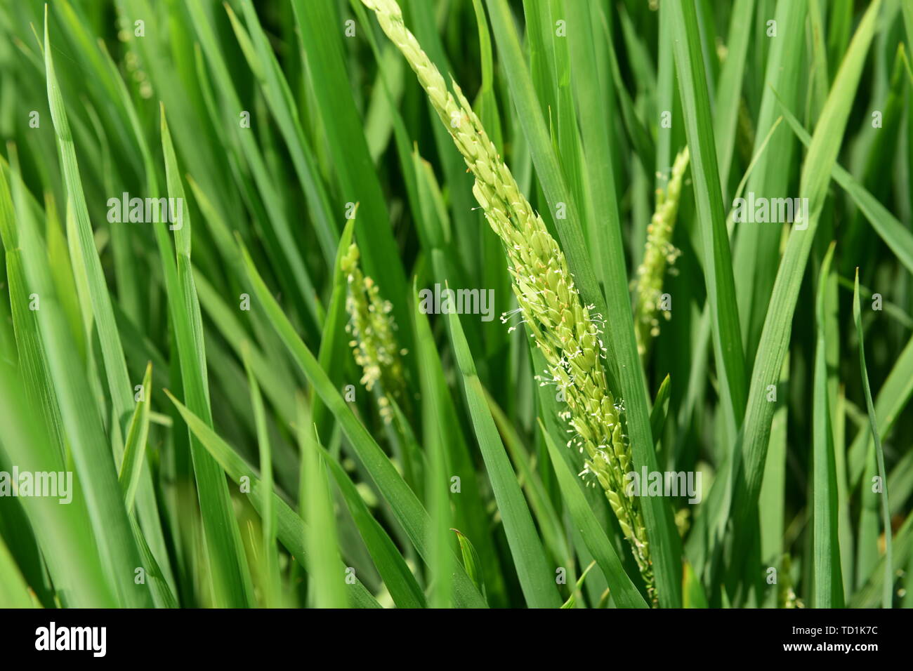 Rice spike paddy field, rice Stock Photo - Alamy