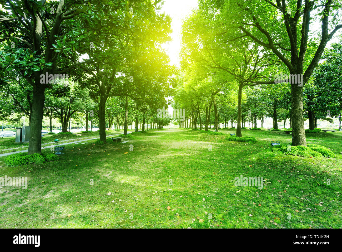 footpaths and trees in park Stock Photo - Alamy