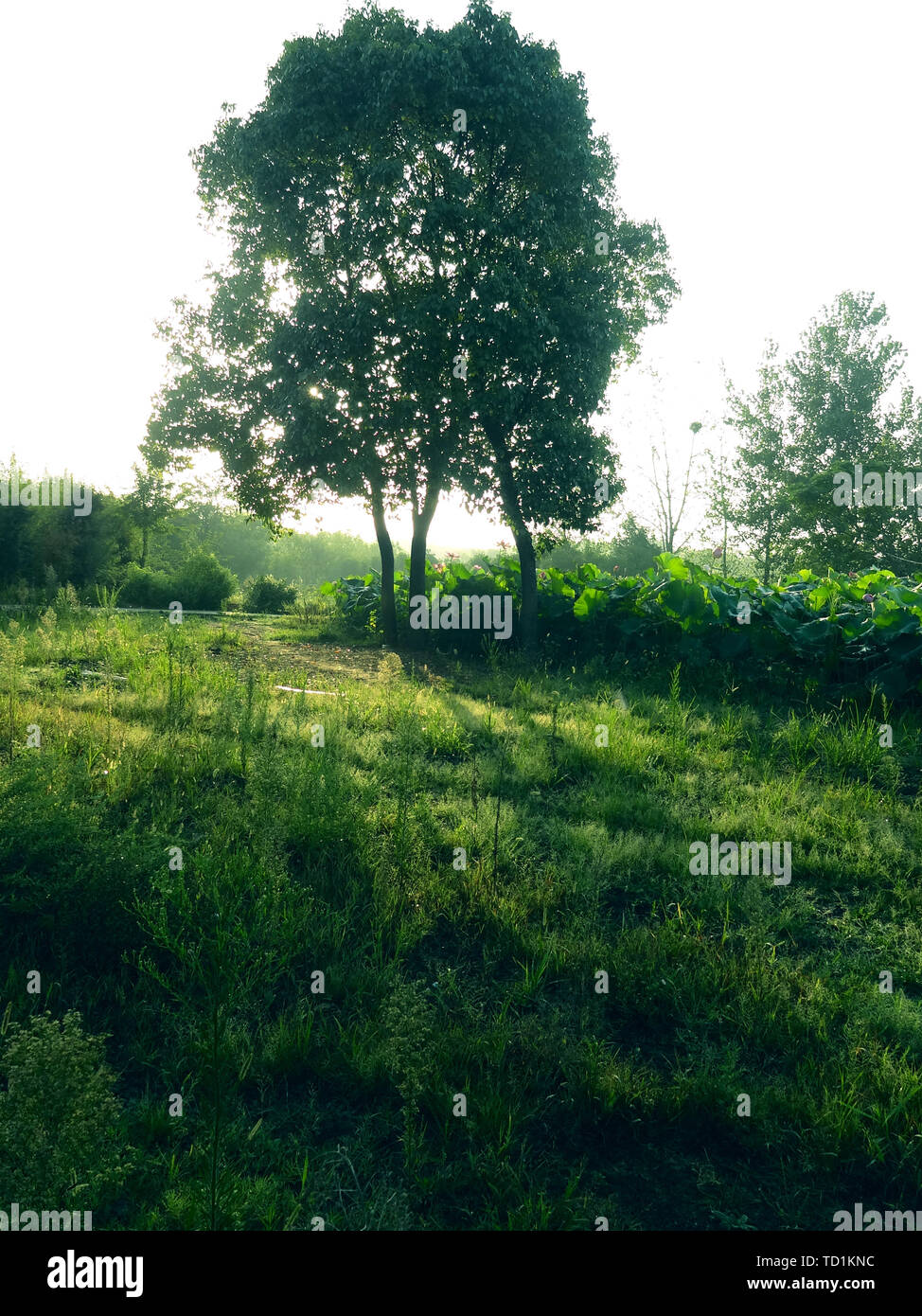 Early morning sunshine, trees and meadows Stock Photo - Alamy