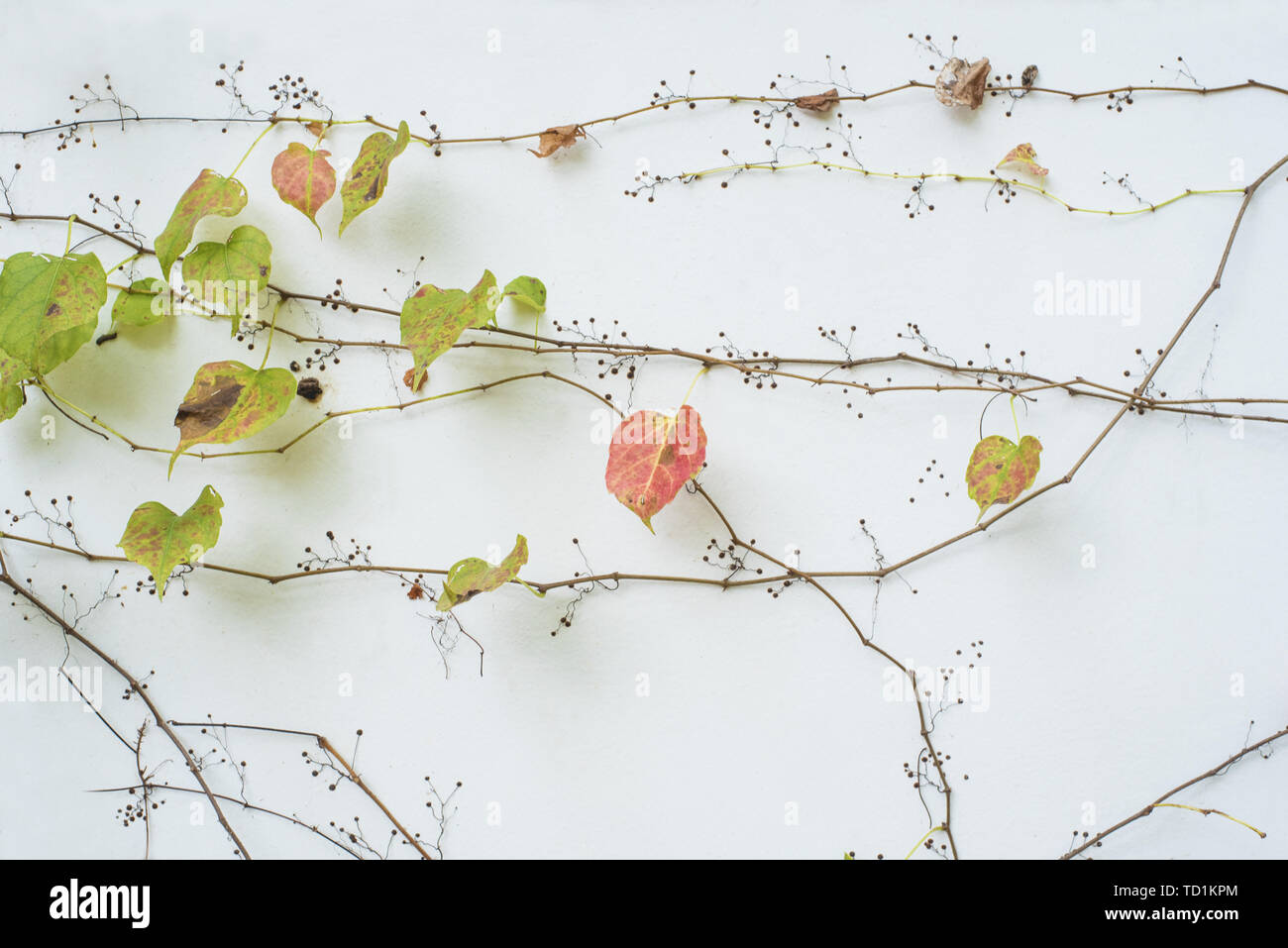 Southern autumn mountain climbers Stock Photo - Alamy