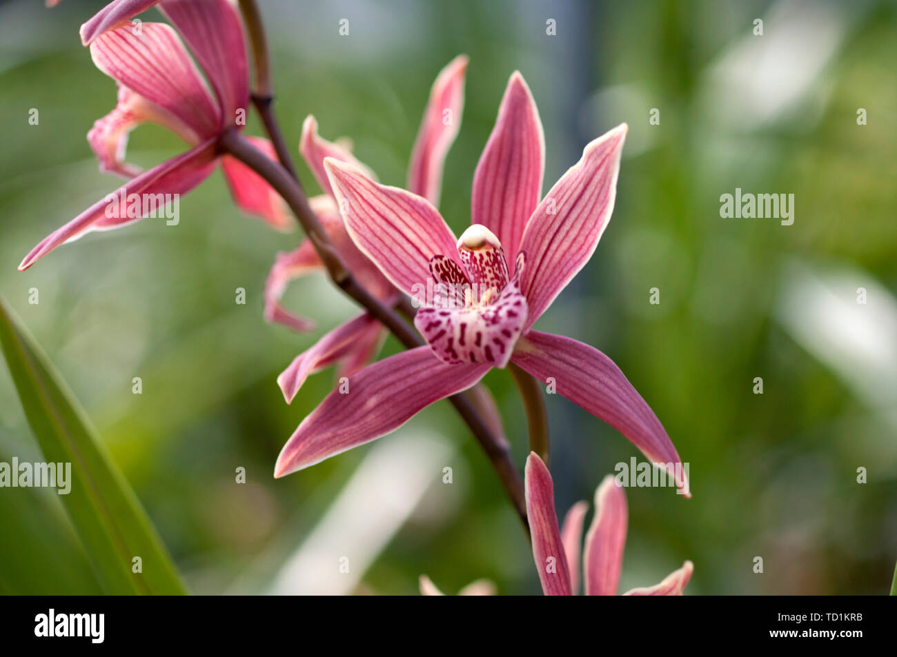 Foreign orchids hi-res stock photography and images - Alamy