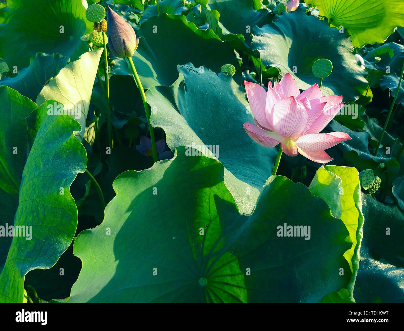 Lotus leaf lotus lotus seed lotus canopy Stock Photo - Alamy