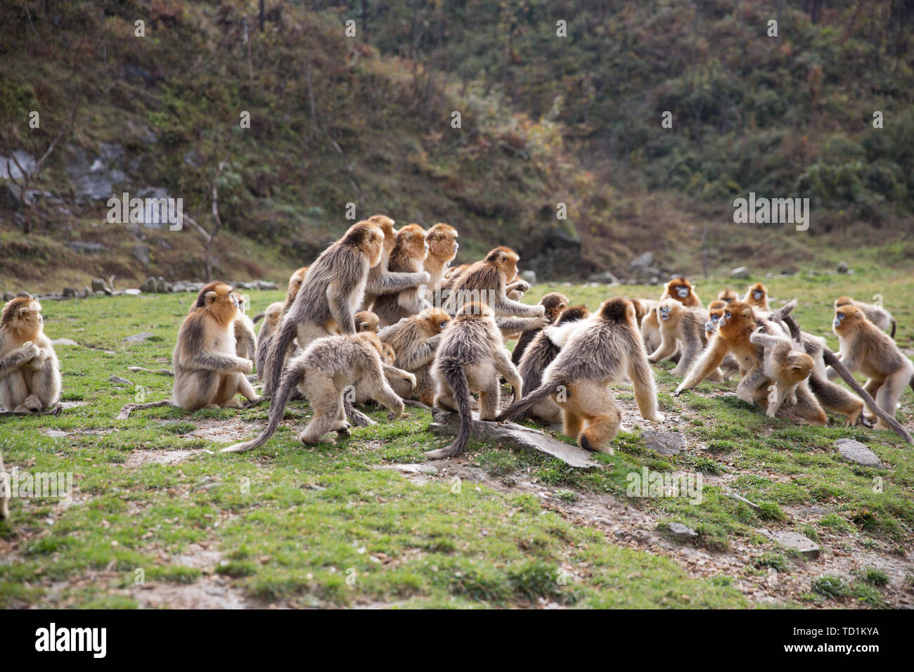 Shaanxi wildlife hi-res stock photography and images - Alamy