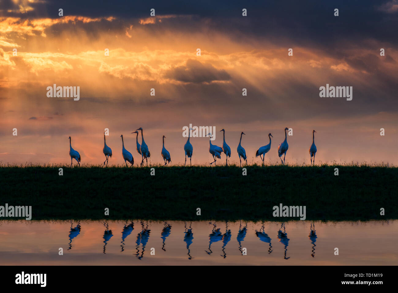 Red crowned crane flying sunset hi-res stock photography and images - Alamy