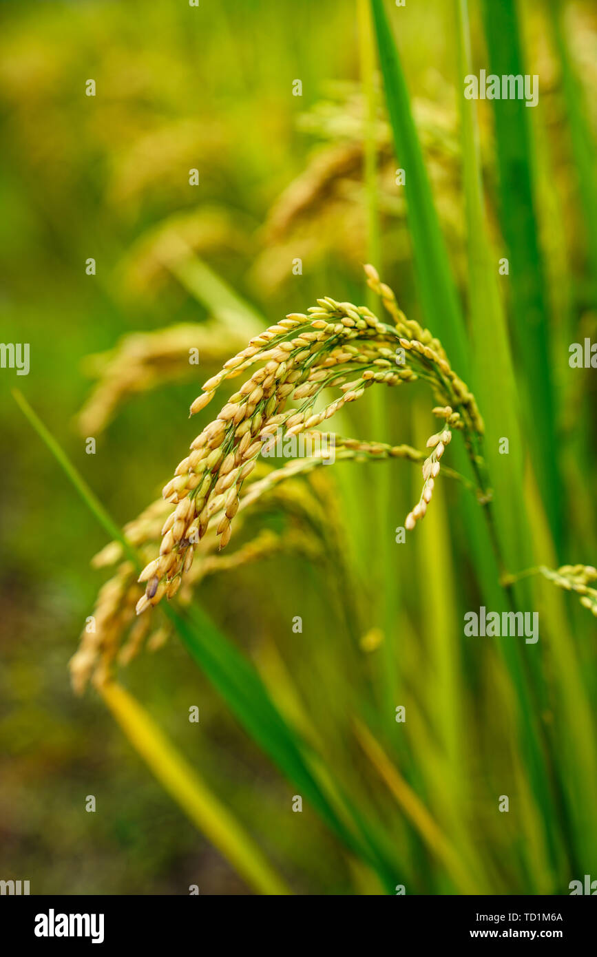 Harvesting rice, rice, rice, grain Stock Photo - Alamy