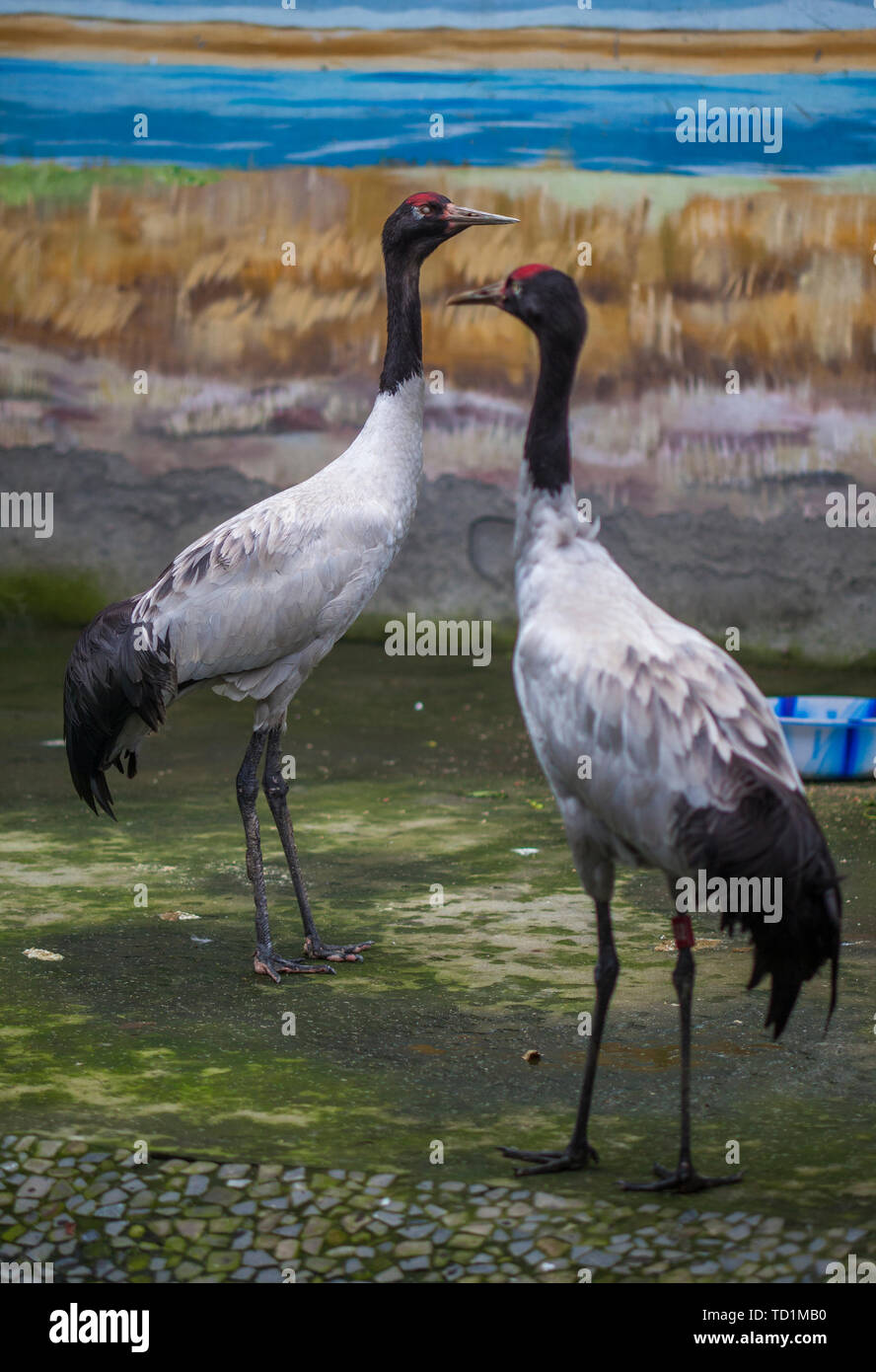 Red-crowned cranes, birds Stock Photo - Alamy