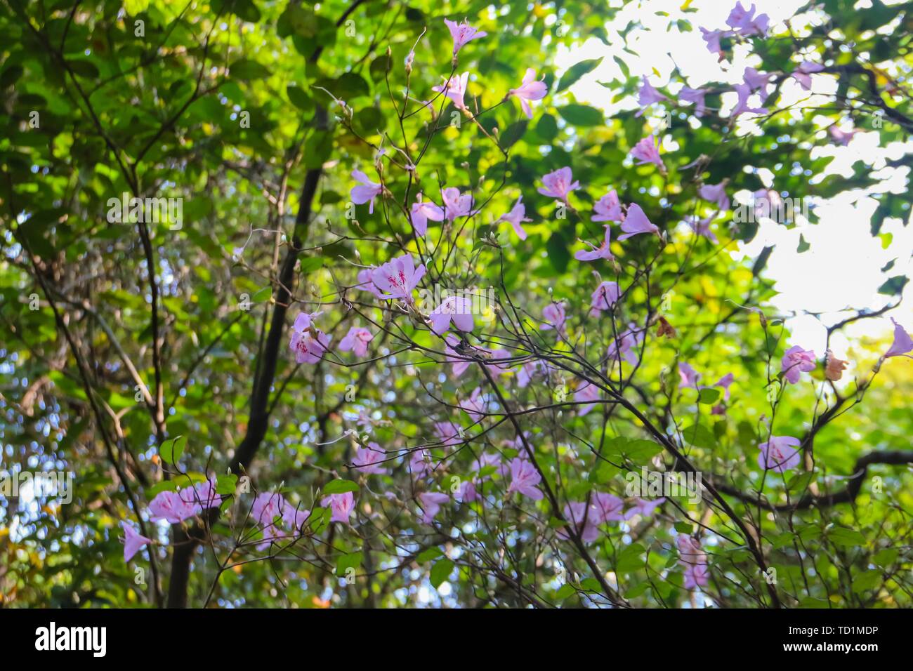 Plants and sunshine hi-res stock photography and images - Alamy