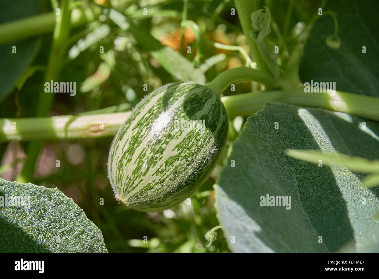 Buffalo gourd hi-res stock photography and images - Alamy