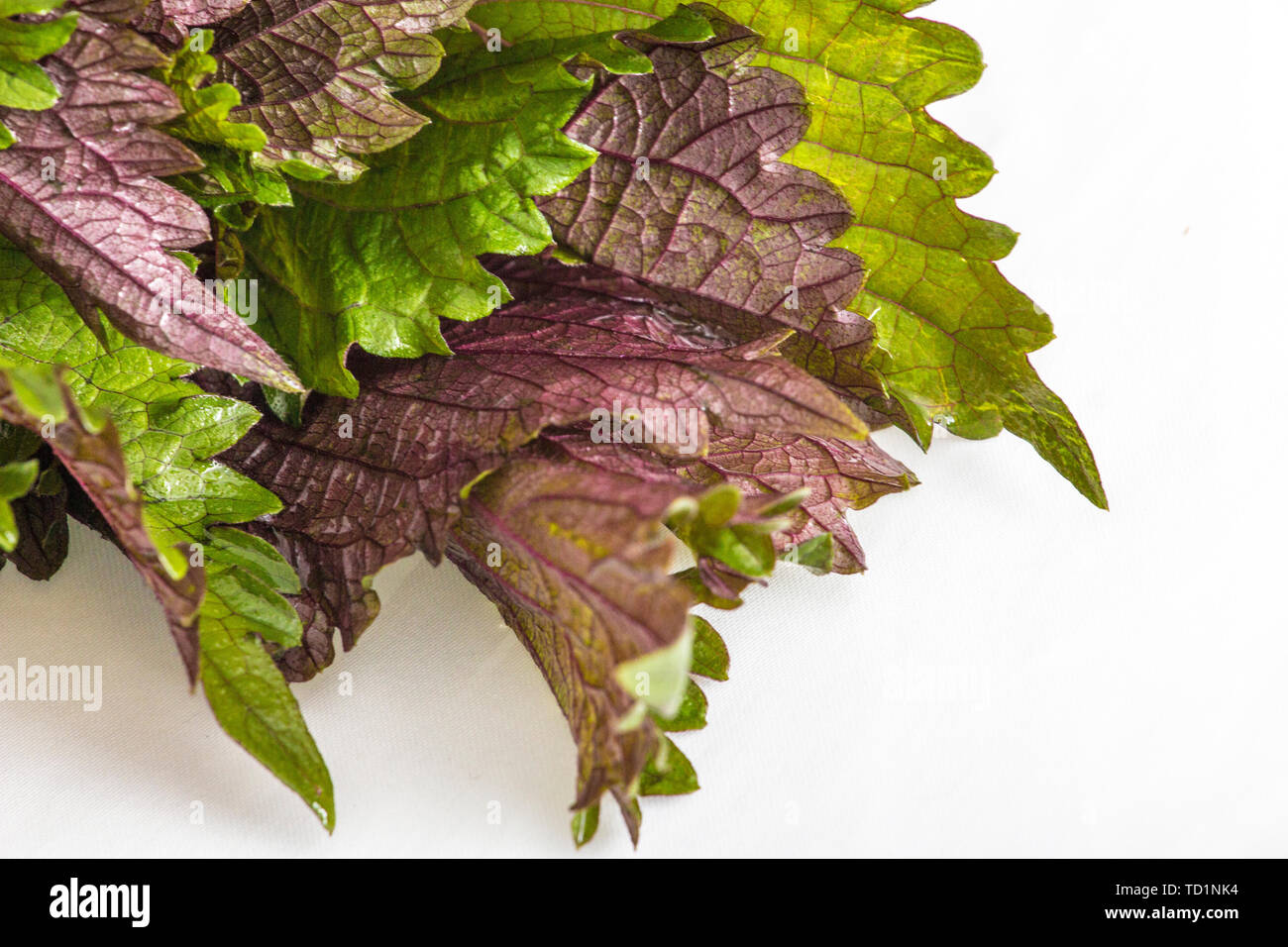 Perilla stir fried snails hi-res stock photography and images - Alamy
