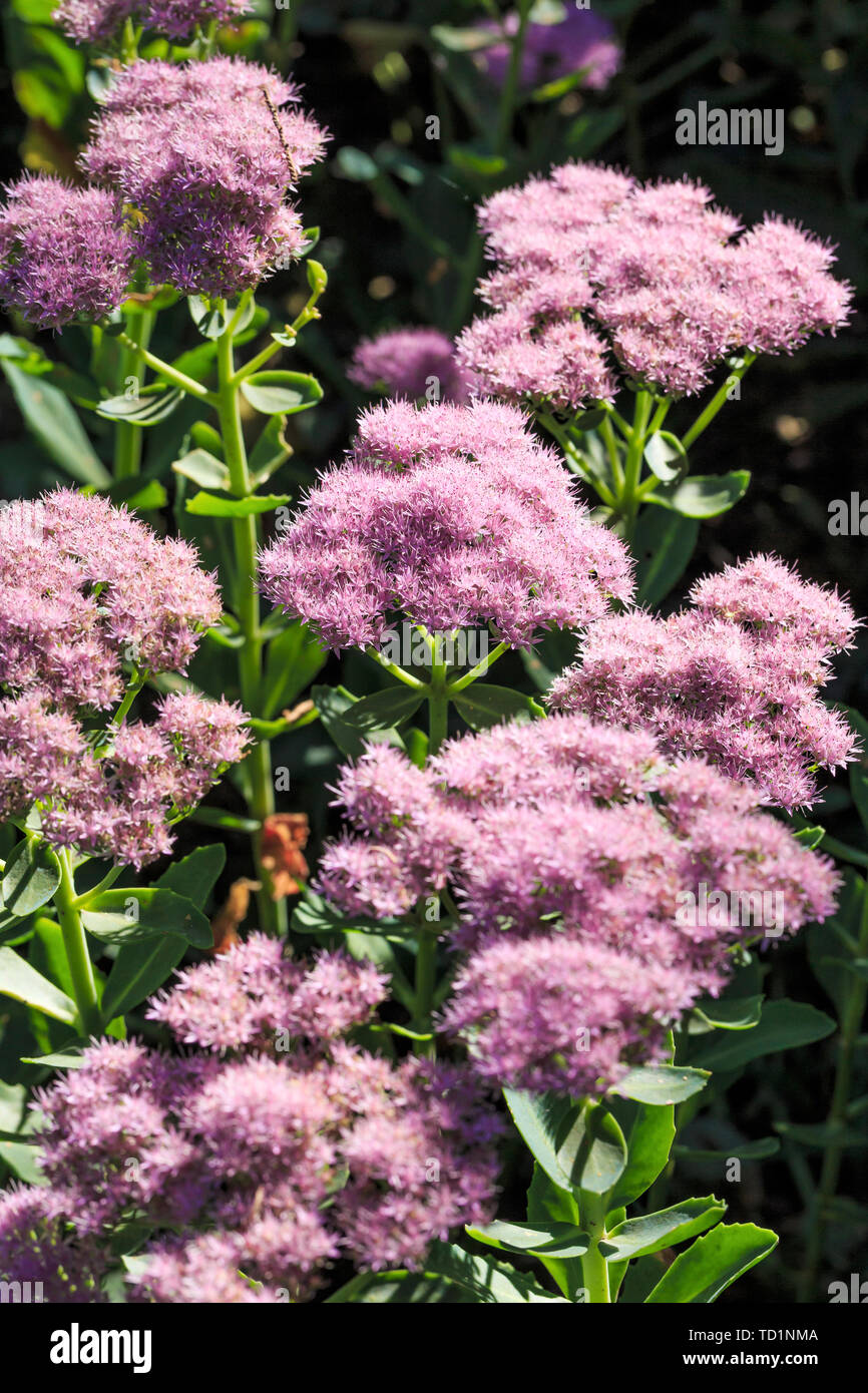 Plants that can be used as herbs - Babao Stock Photo - Alamy