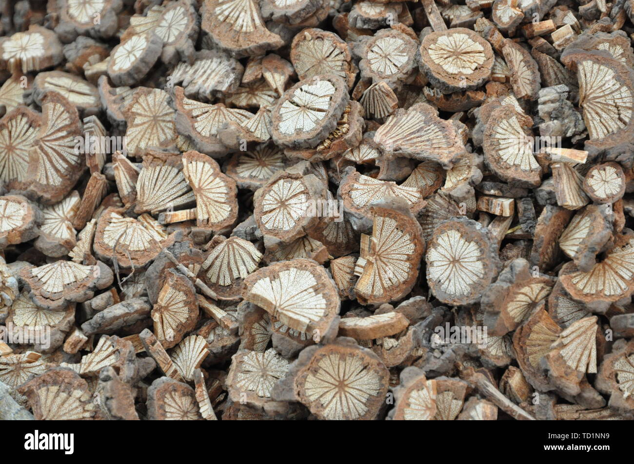 Blood, big blood vines, blood vines Stock Photo - Alamy