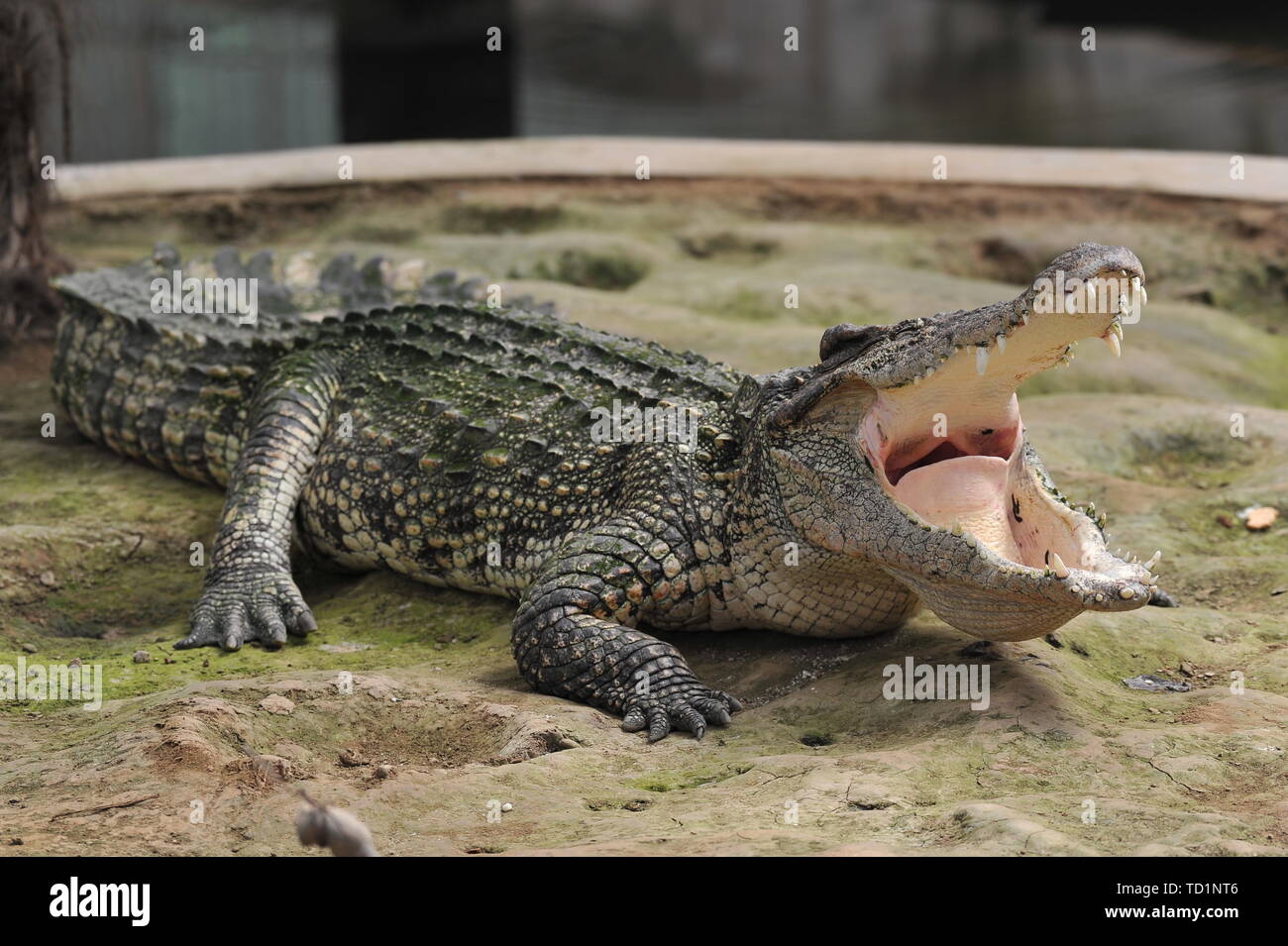 Giant Alligator High Resolution Stock Photography and Images - Alamy