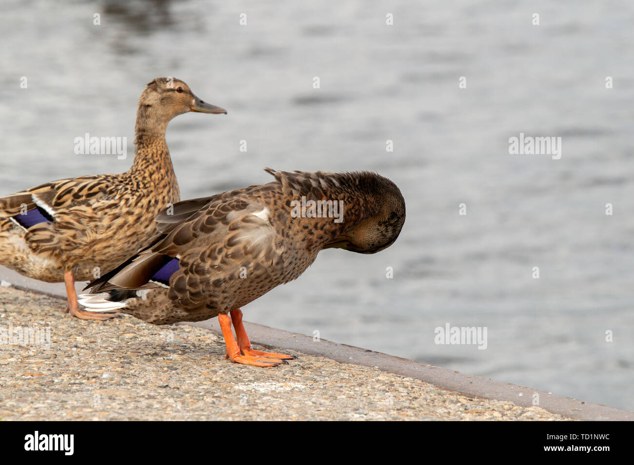 Close Up Of A Duck Cleaning Stock Photo - Alamy