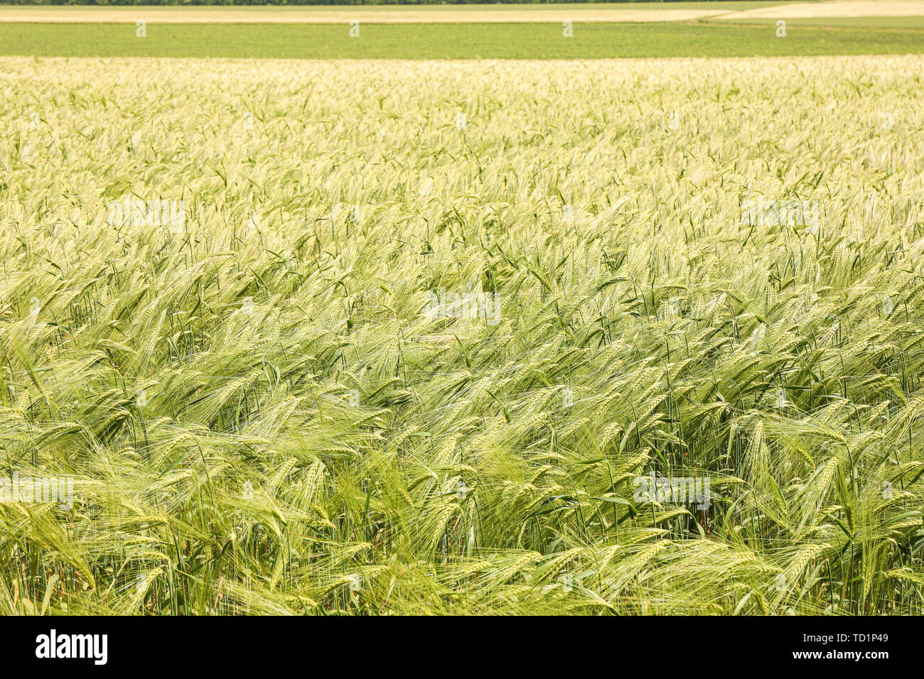Lush spring barley hi-res stock photography and images - Alamy