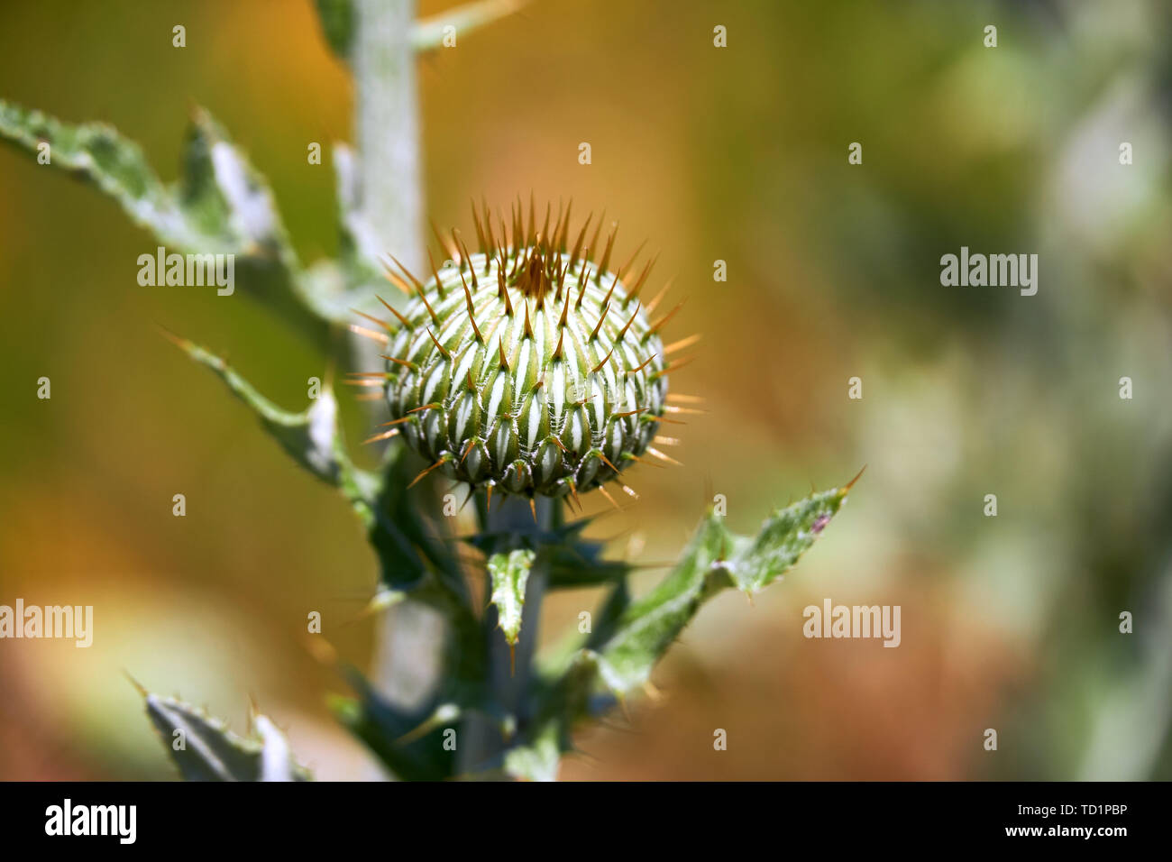Texas Thistle Isolated preblossom young bud (Cirsium texanum Stock ...