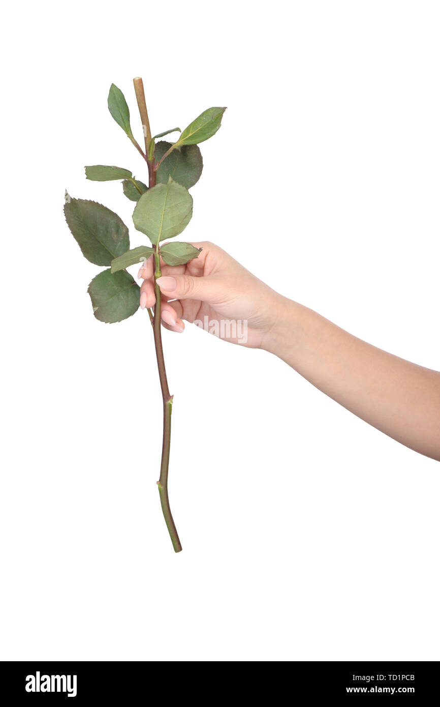 Stem in female hand isolated on white Stock Photo - Alamy