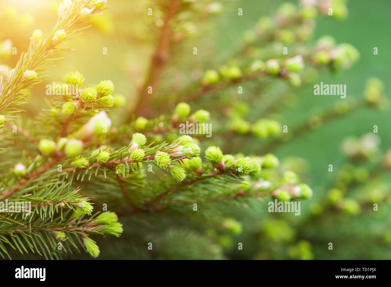 Young spruce tree with small cones Stock Photo - Alamy