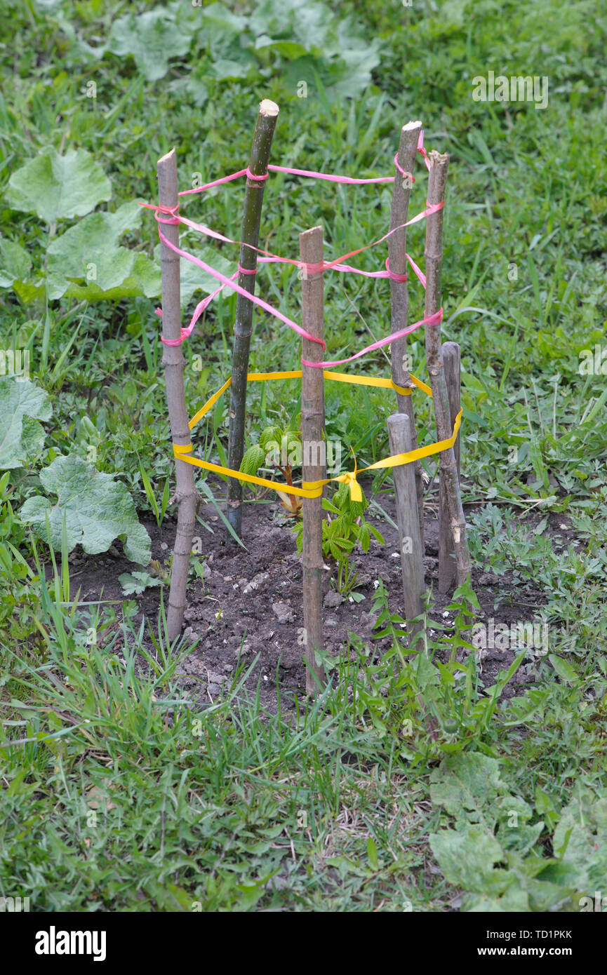 Handmade fencing for tree saplings Stock Photo - Alamy