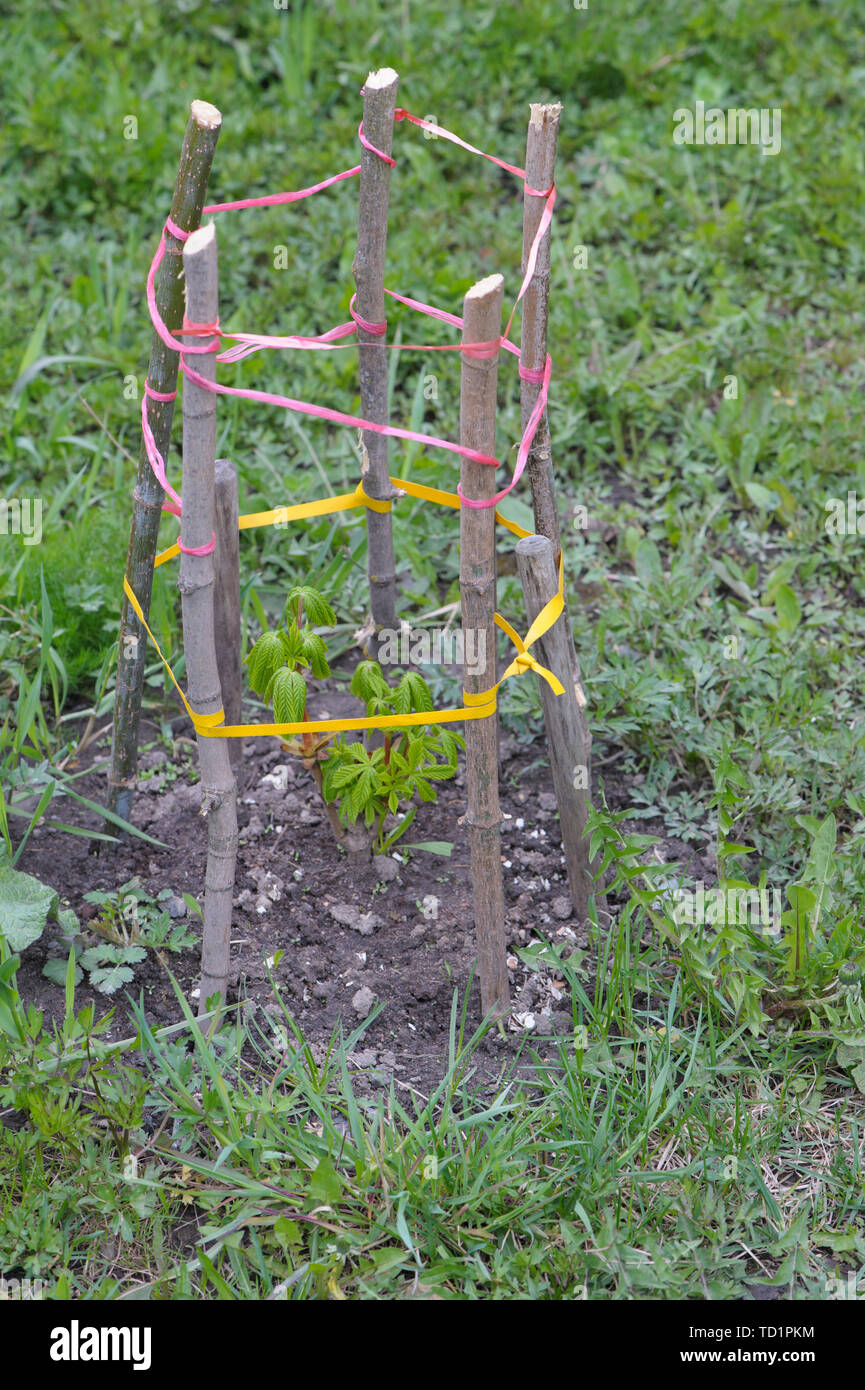 Handmade fencing for tree saplings Stock Photo - Alamy