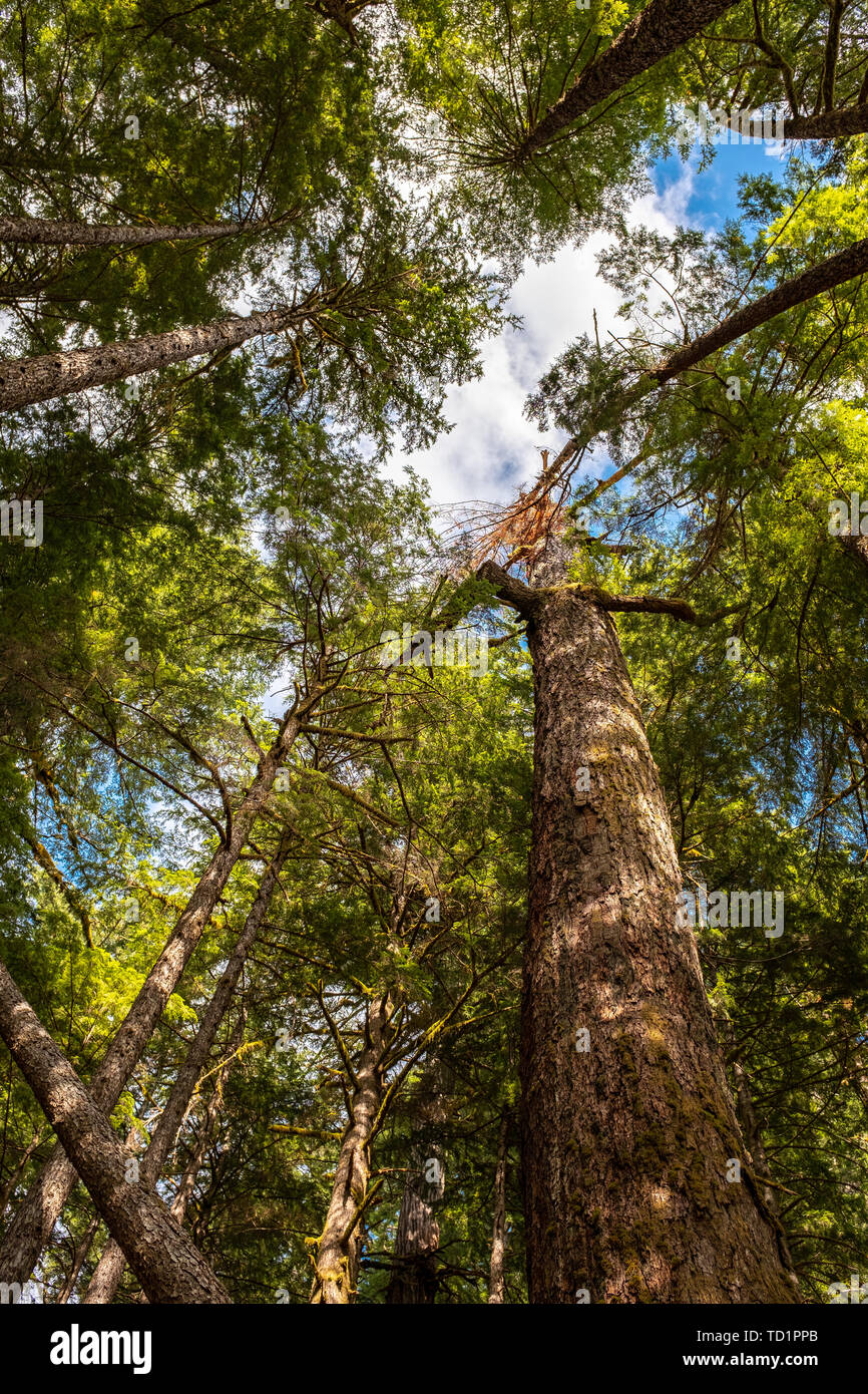 Growing towards the light hi-res stock photography and images - Alamy