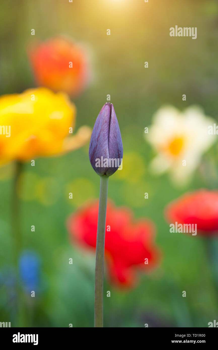 Unblown bud hi-res stock photography and images - Alamy