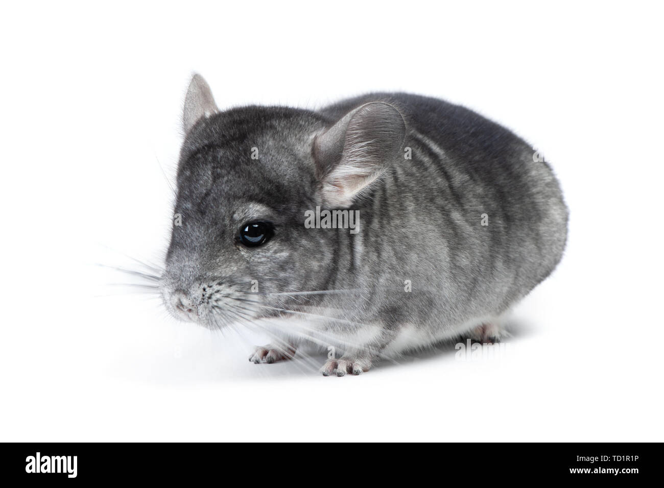 Gray chinchilla isolated on white background Stock Photo - Alamy