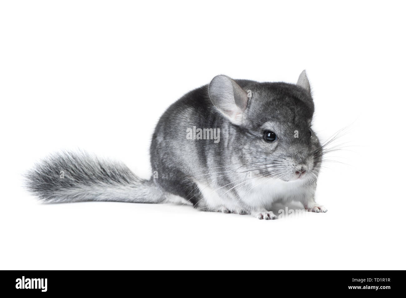Gray chinchilla isolated on white background Stock Photo - Alamy