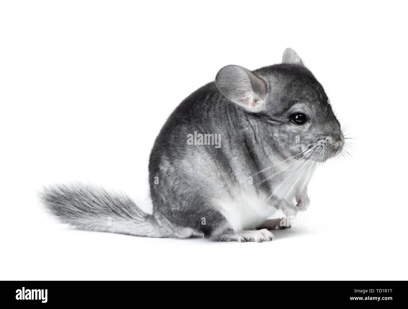 Gray chinchilla isolated on white background Stock Photo - Alamy
