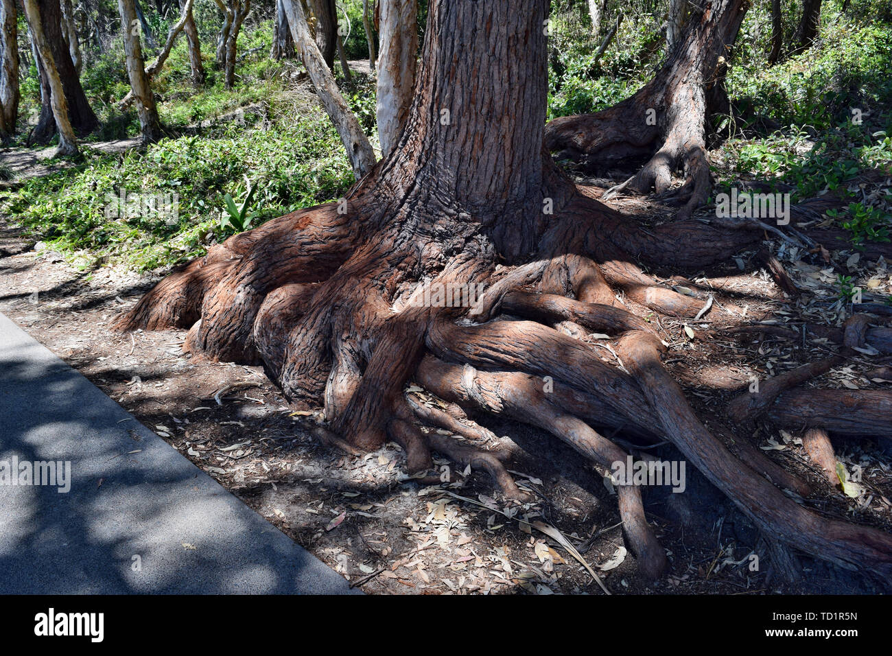 Tropical tree, root possibly corymbia intermedia at Noosa National Park ...