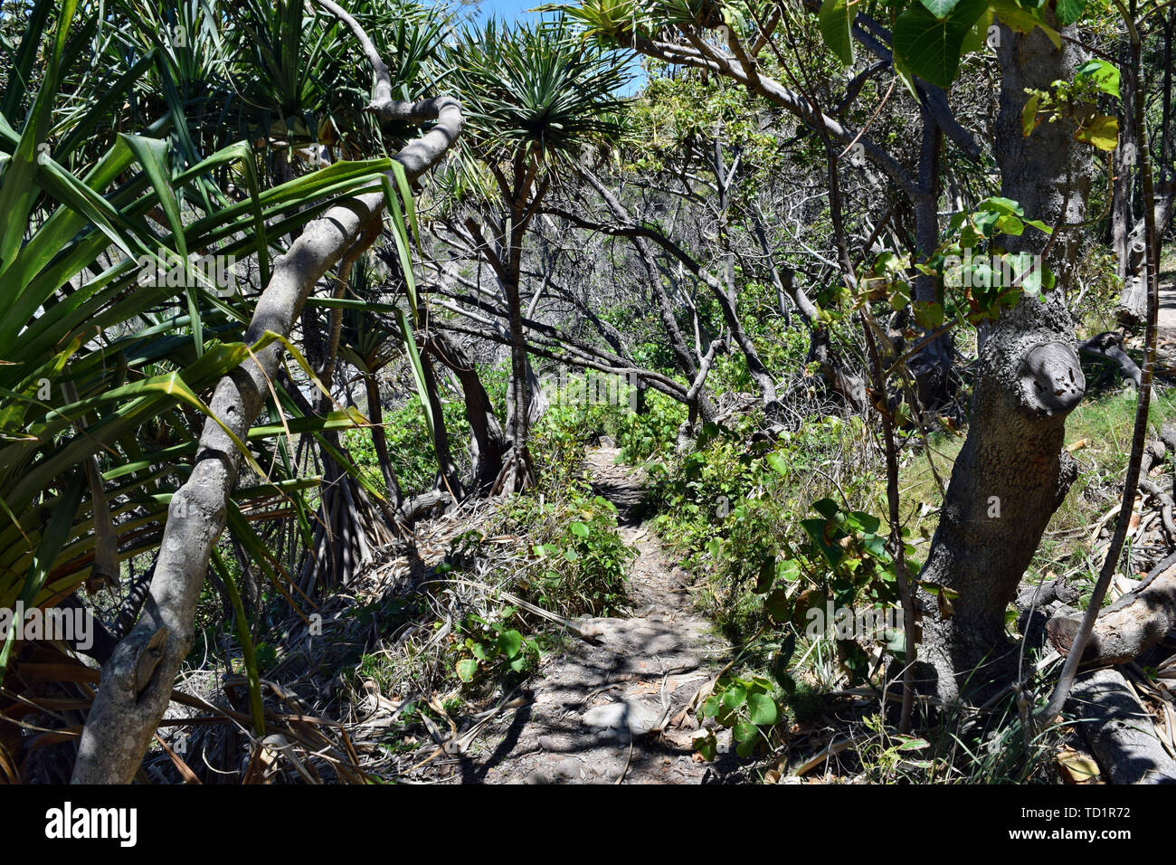 Tropical plant noosa national hi-res stock photography and images - Alamy