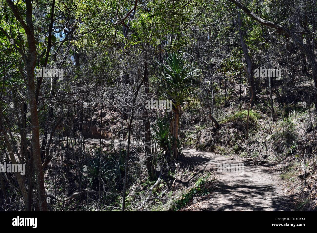 Tropical plant noosa national hi-res stock photography and images - Alamy