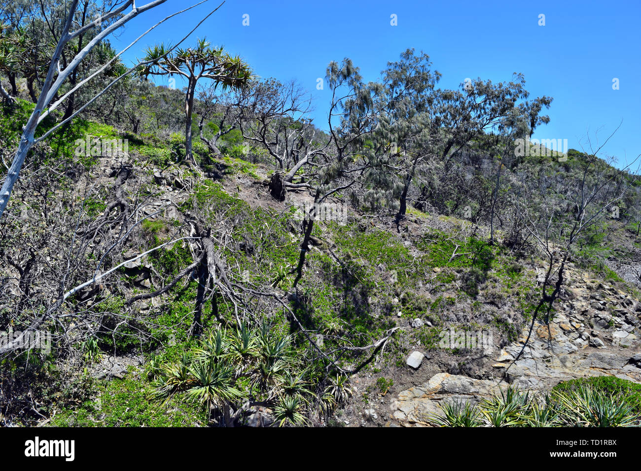 Trees at Noosa Heads National Park, Queensland Australia Stock Photo ...