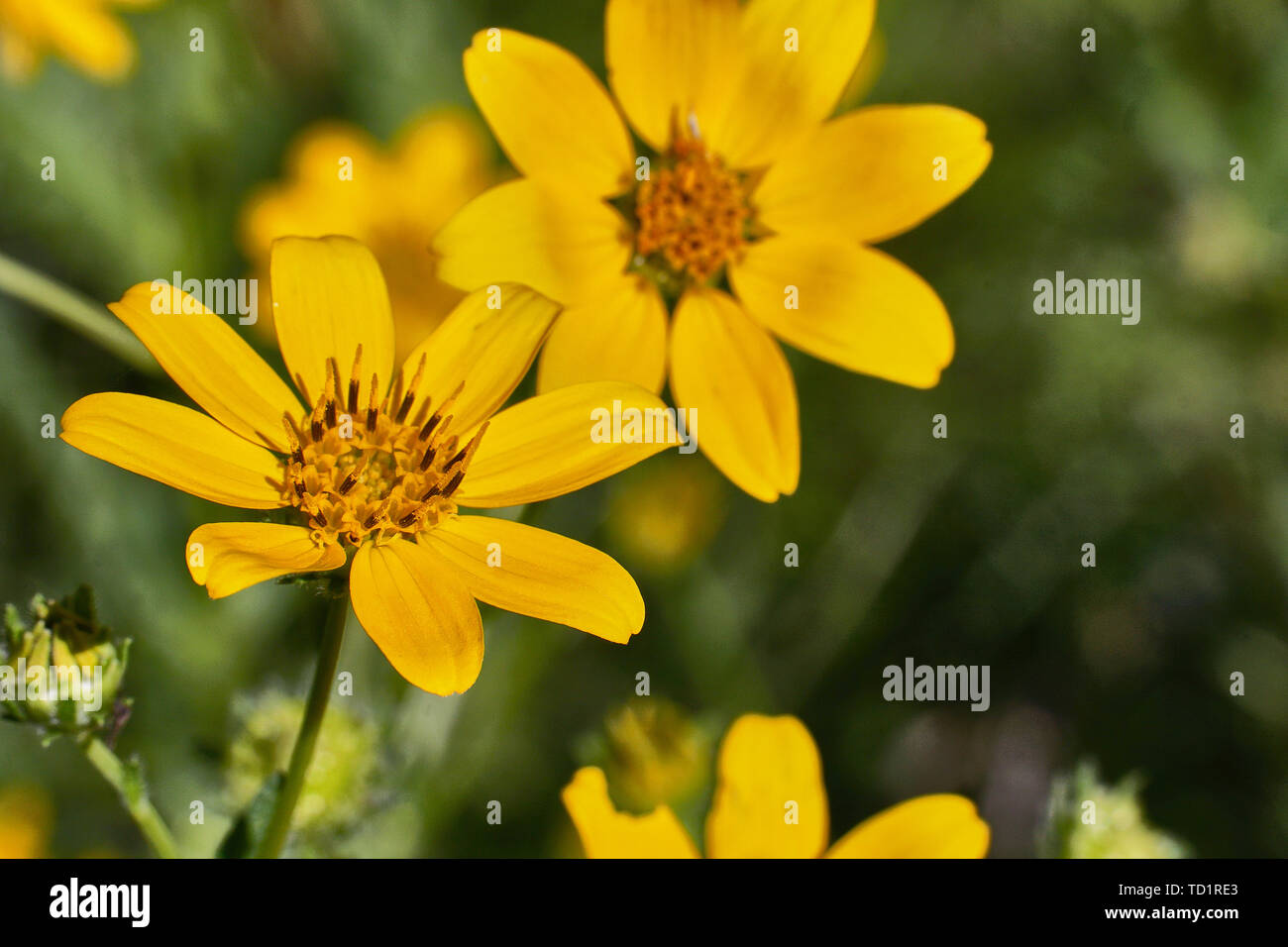 Engelmann's Daisy Flower. Texas Wildflowers Stock Photo - Alamy