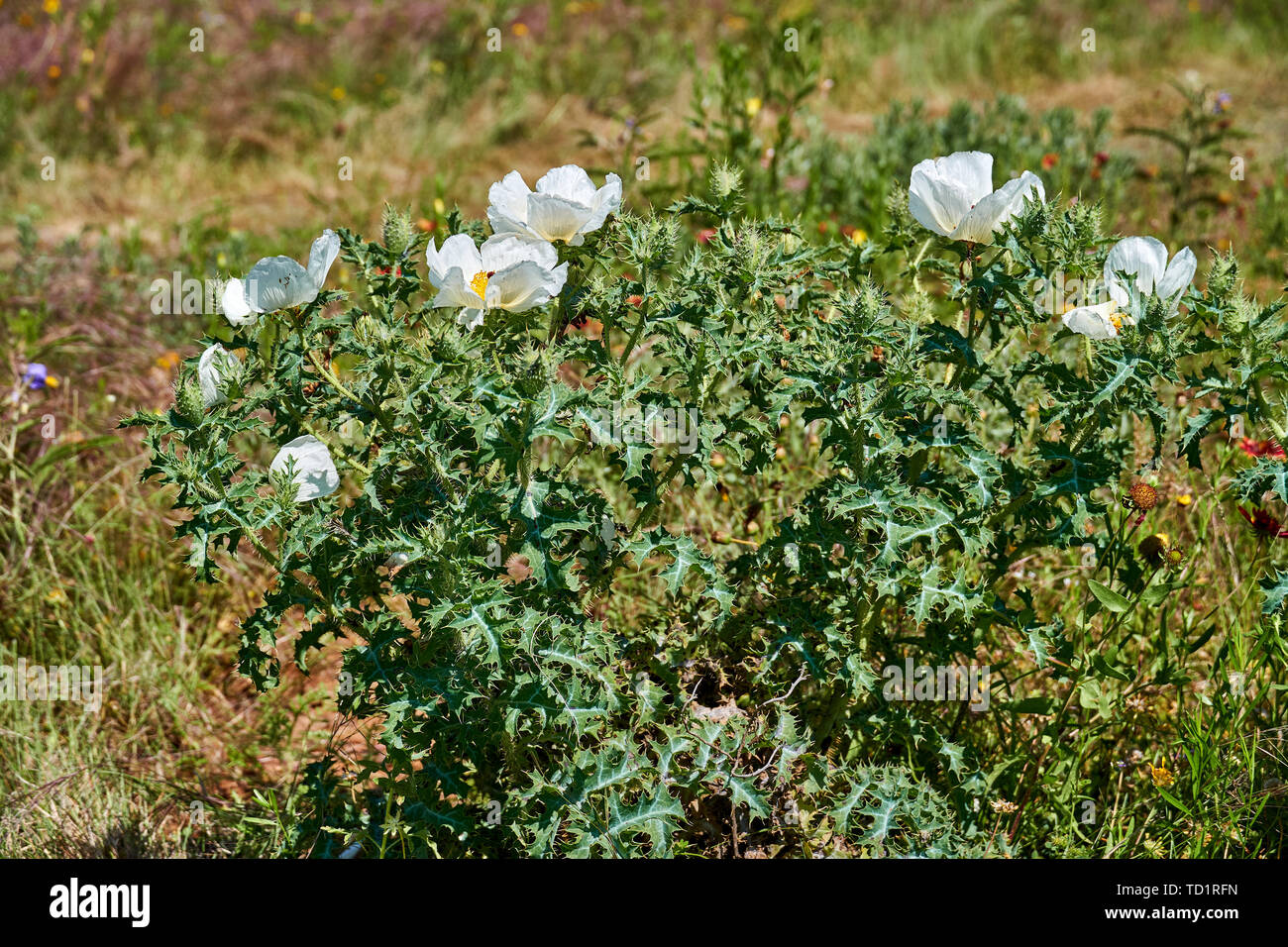 Beautiful White Prickly Poppy Plant (Argemone albiflora) (Texas Bull ...